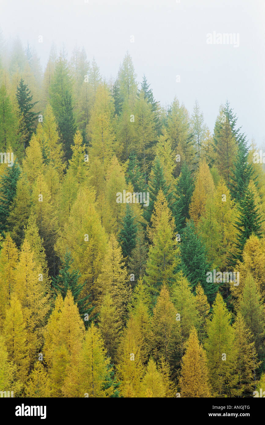 Western larch(Larix occidentalis) or tamaracks in fall color, Hungry ...