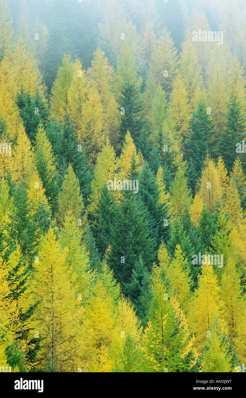 Western larch(Larix occidentalis) or tamaracks in fall color, Hungry ...