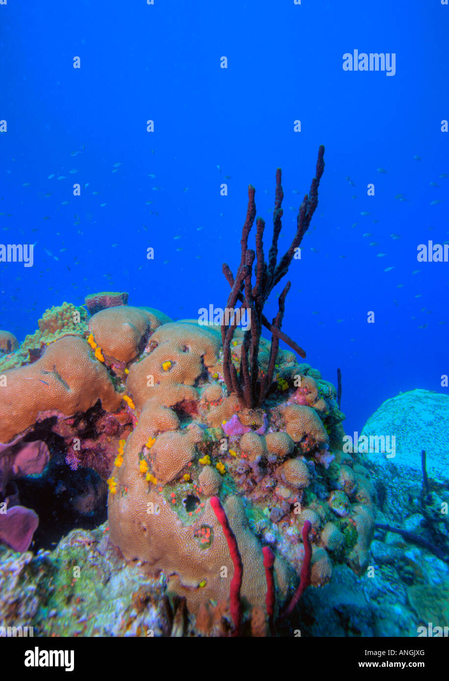 Underwater Coral reef scene on the island of Dominica in the Caribbean ...