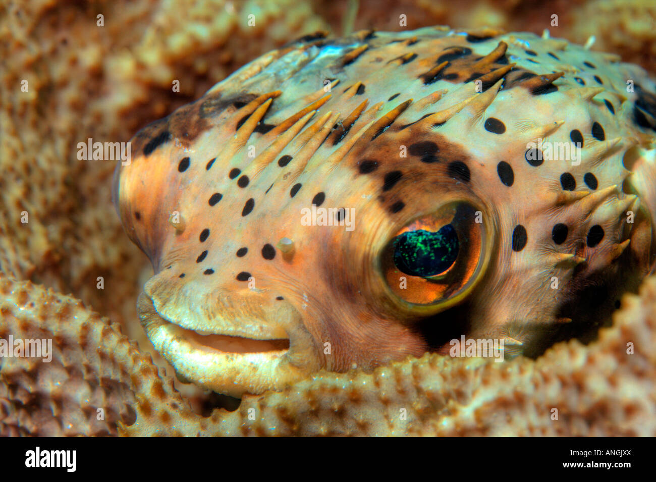 Ballonfish hi-res stock photography and images - Alamy