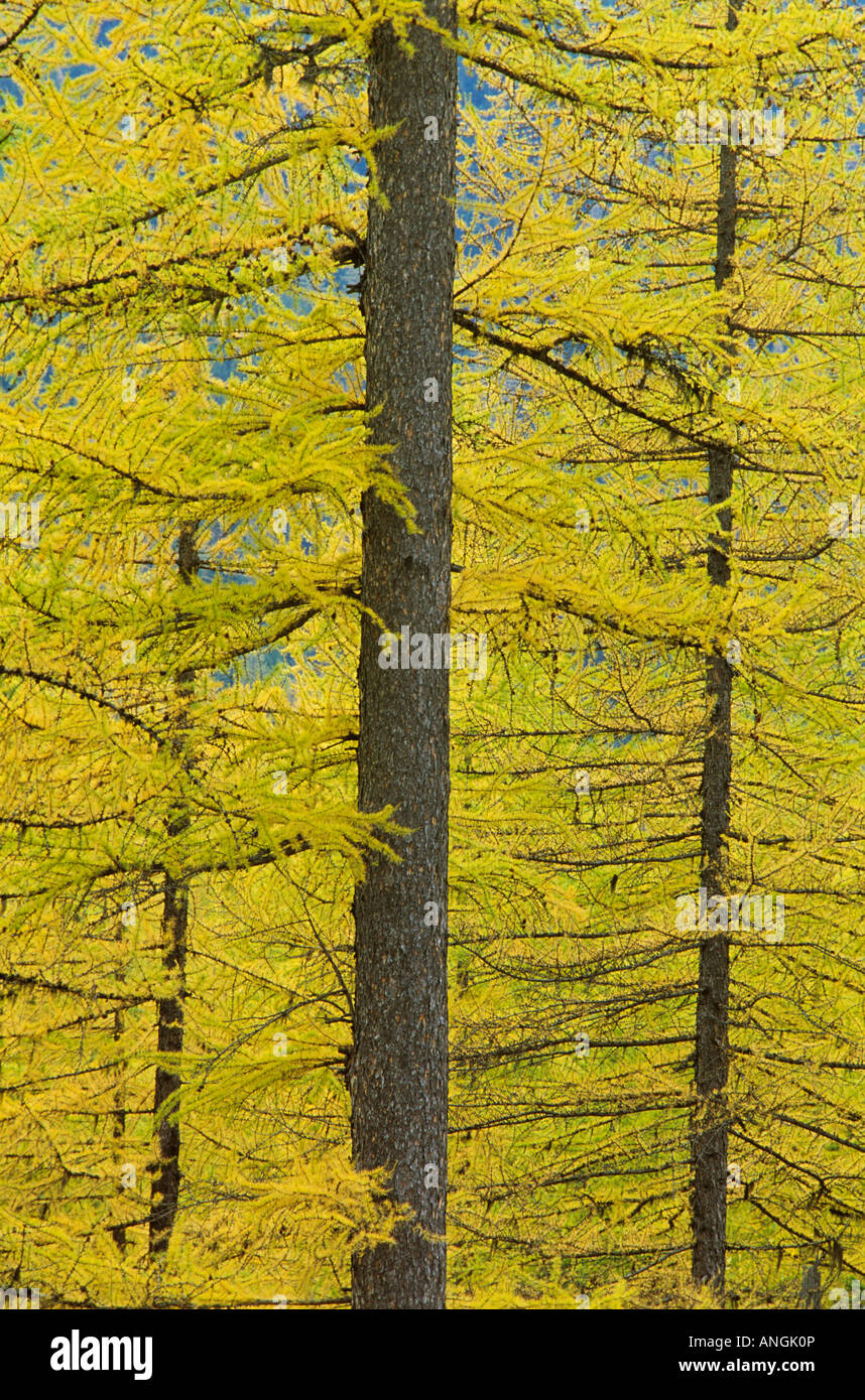 Western larch(Larix occidentalis) or tamaracks in fall color, Glacier ...