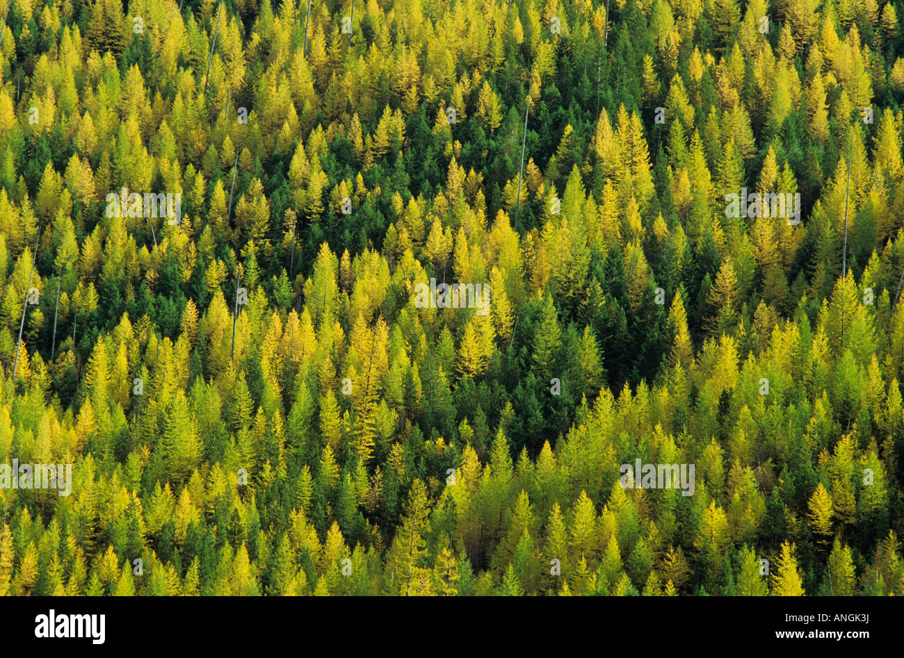 Western larch(Larix occidentalis) or tamaracks in fall color, Hungry ...