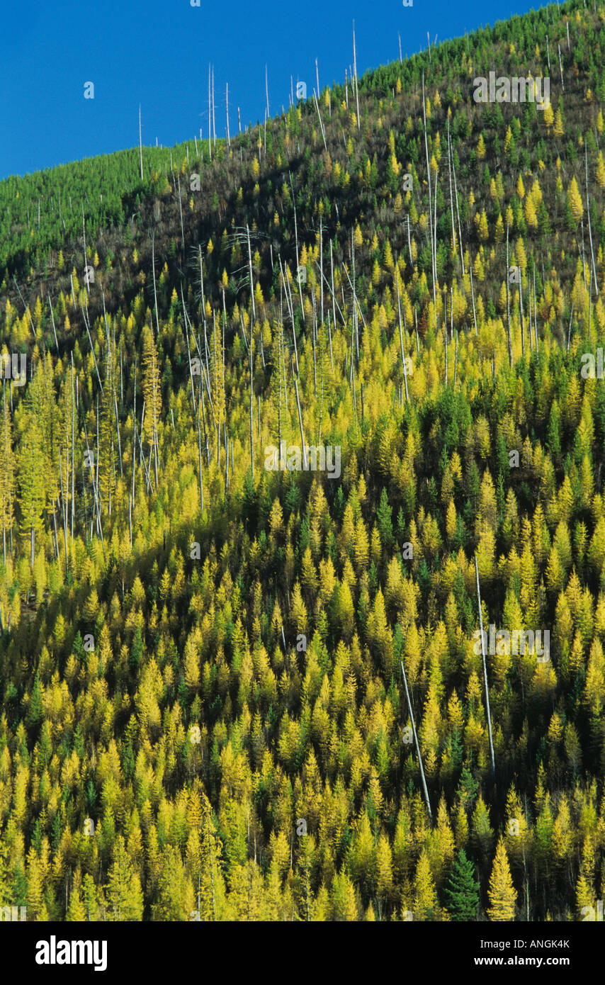 Western larch(Larix occidentalis) or tamaracks in fall color, Glacier ...