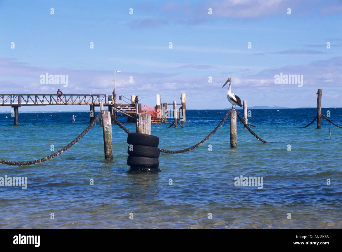 Pelican, 'Amnity Point', North Stradbroke Island, Eastern Australia ...