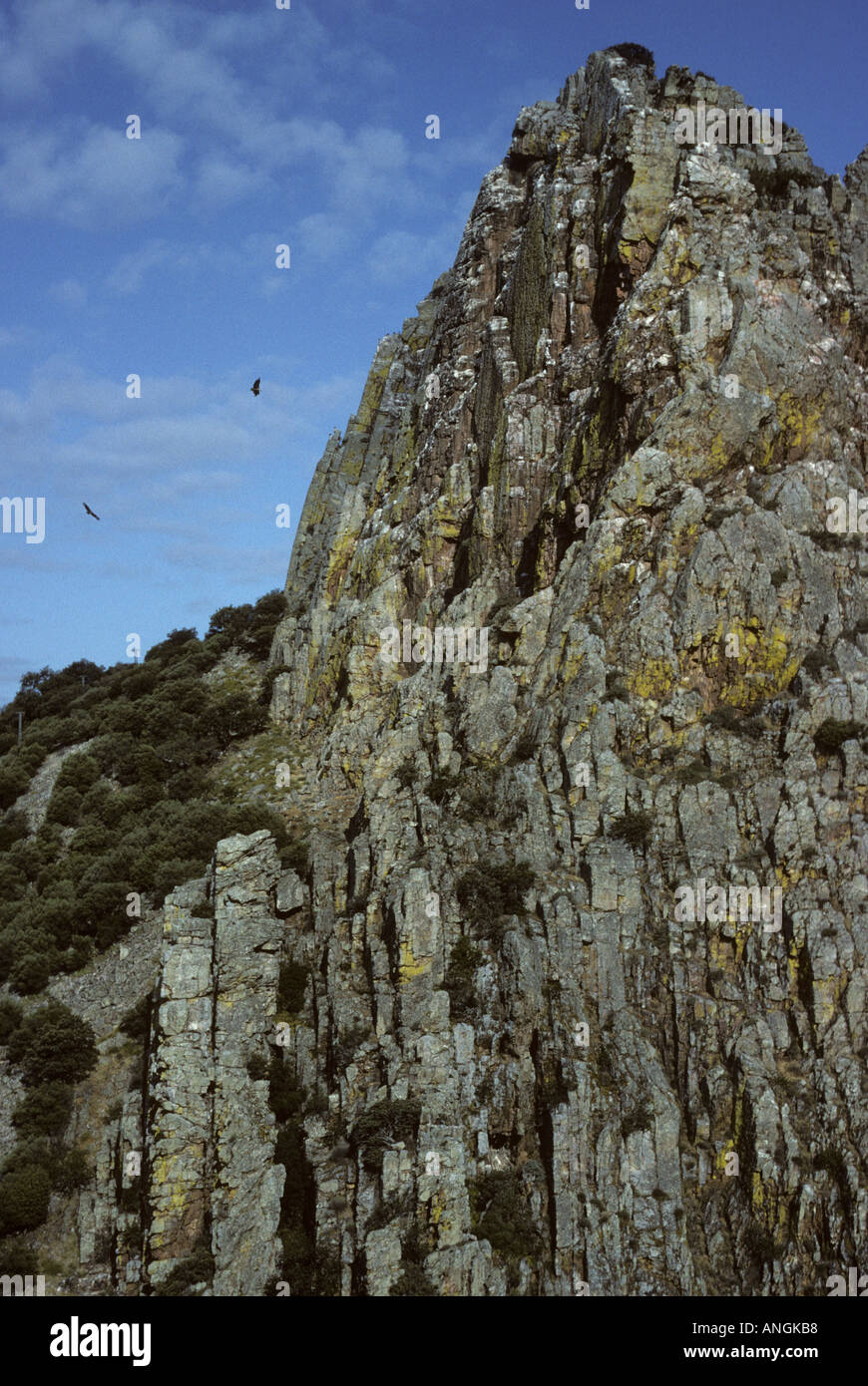 Griffon vultures above Peña Falcon, El Parque Natural de Monfragüe ...