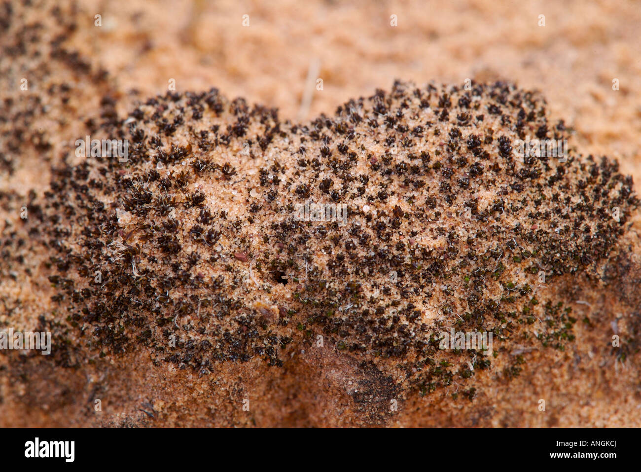 Cryptobiotic crust hi-res stock photography and images - Alamy