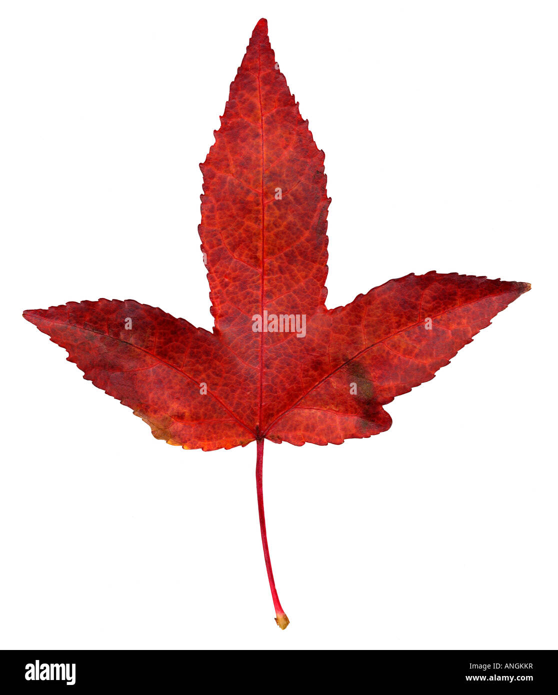 Leaf vains hi-res stock photography and images - Alamy