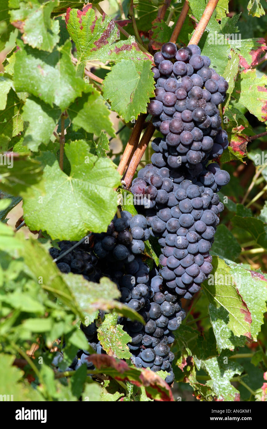 Grapes on the vine. Champagne region France Europe EU Stock Photo - Alamy