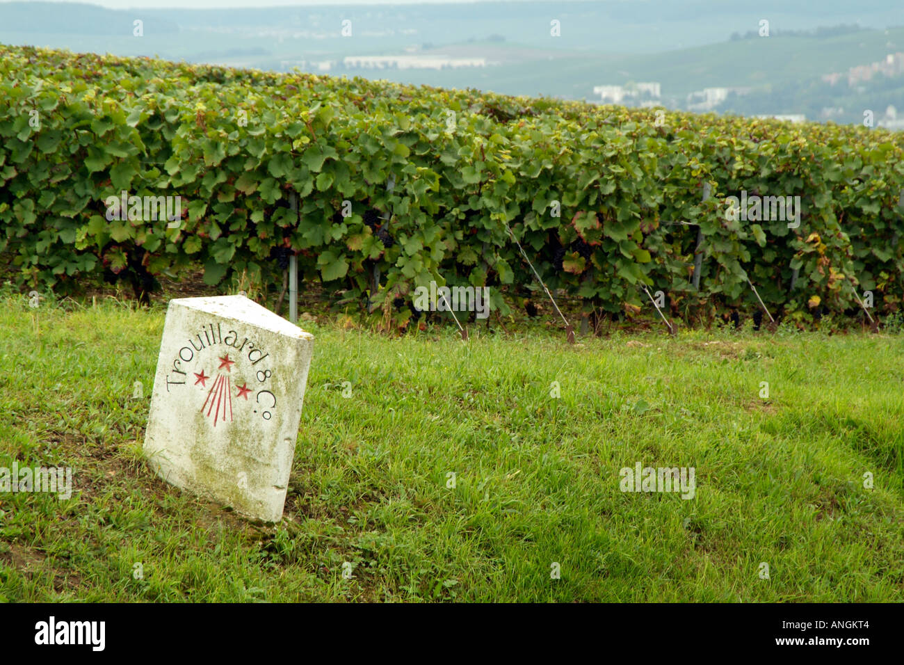 Trouillard Champagne House stone marker in vineyard.Epernay France ...