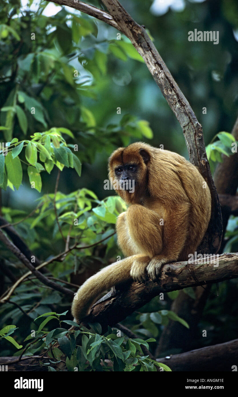 Female black howler monkey (Alouatta caraya), Southern South America ...