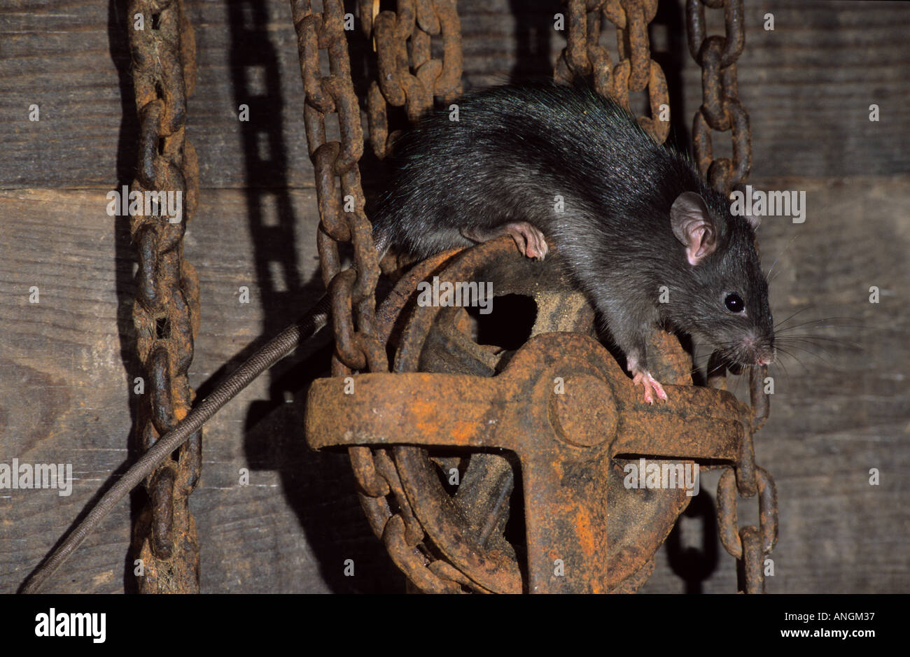 Black rat (Rattus rattus). Captive, Wildwood Trust, Kent Stock Photo ...