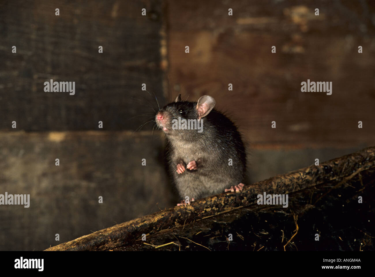 Black rat (Rattus rattus). Captive, Wildwood Trust, Kent Stock Photo ...