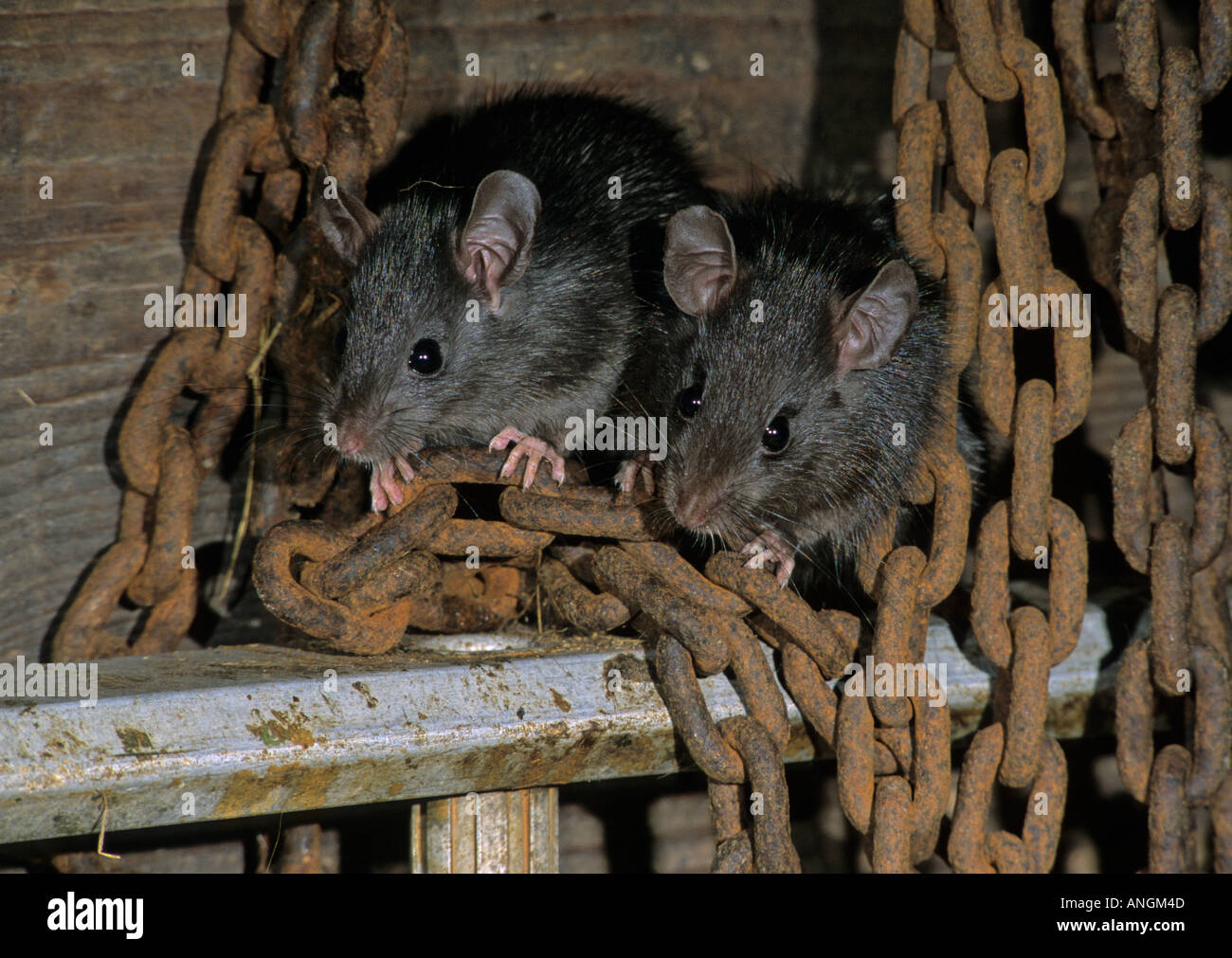 Black rat (Rattus rattus). Captive, Wildwood Trust, Kent Stock Photo ...