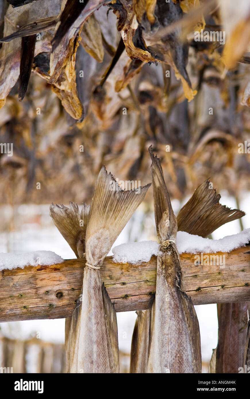 Cod stockfish hanging, on wooden drying racks, Lofoten islands, Norway ...