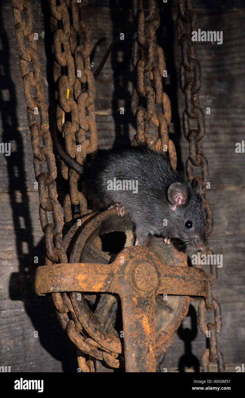 Black rat (Rattus rattus). Captive, Wildwood Trust, Kent Stock Photo ...