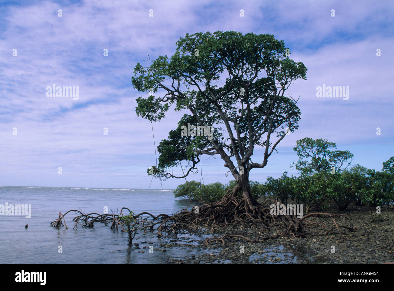 Mangrove Tree, Myall Beach, Cape Tribulation, Queensland, Australia ...