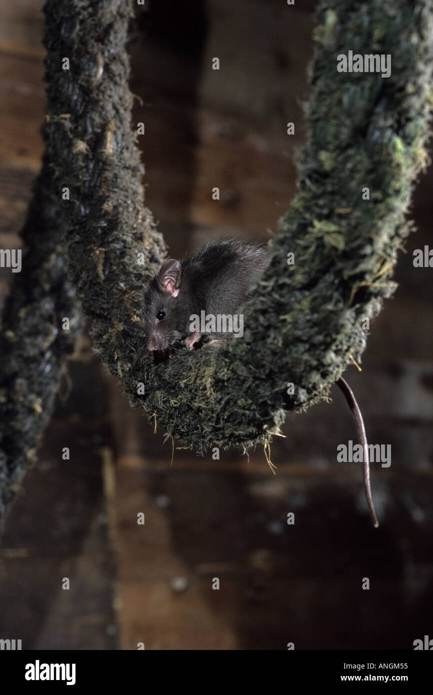 Black rat (Rattus rattus). Captive, Wildwood Trust, Kent Stock Photo ...