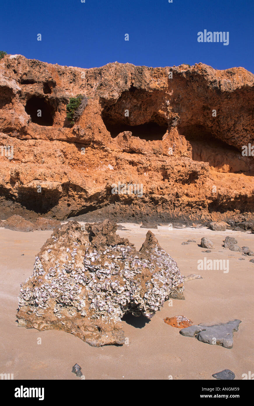 Fossil shell sandstone hi-res stock photography and images - Alamy