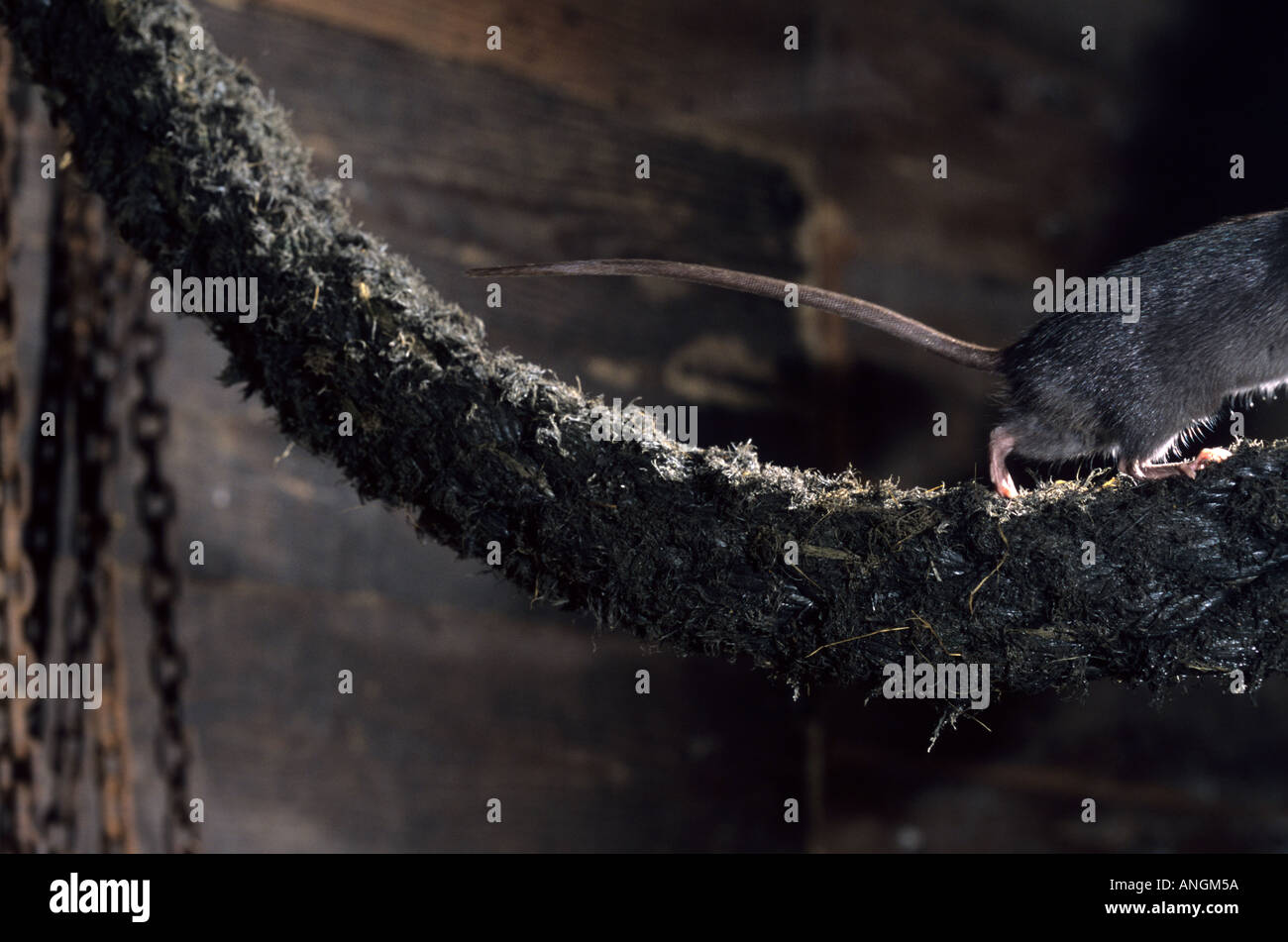 Black rat (Rattus rattus). Captive, Wildwood Trust, Kent Stock Photo ...