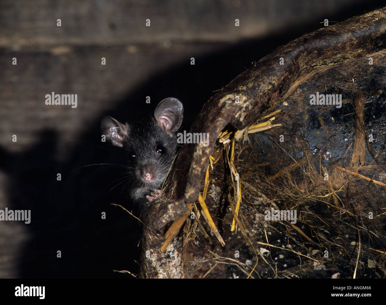Black rat (Rattus rattus). Captive, Wildwood Trust, Kent Stock Photo ...