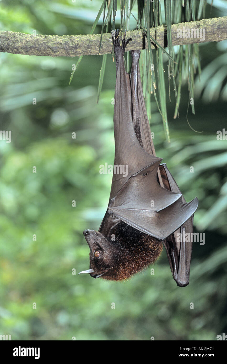 Asian Fruit Bat