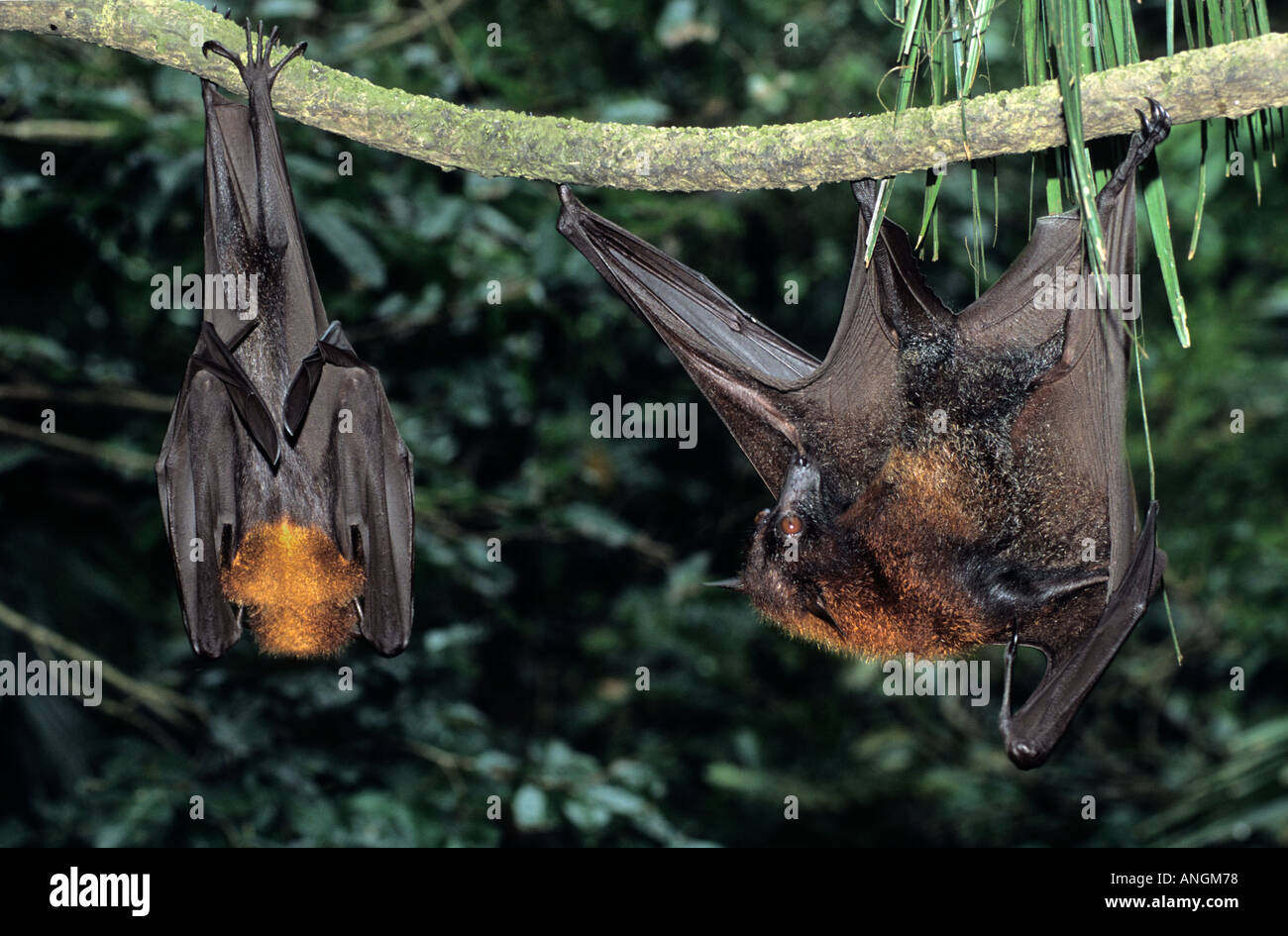 The Largest Bat Species Stock Photos & The Largest Bat Species Stock ...