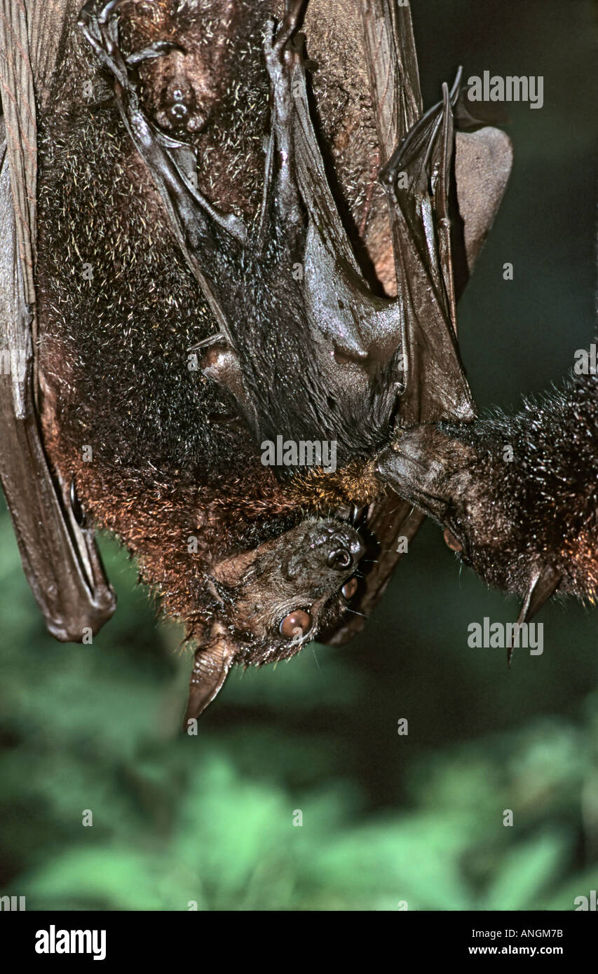 Malaysian flying fox or large fruit bat (Pteropus vampyrus) Southeast ...