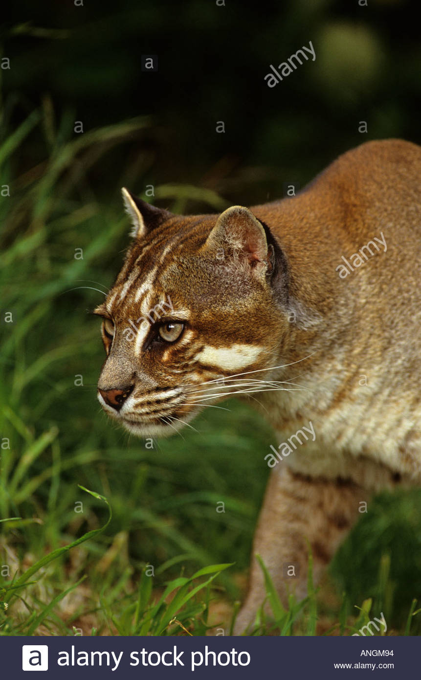 Catopuma Temminckii High Resolution Stock Photography and Images - Alamy