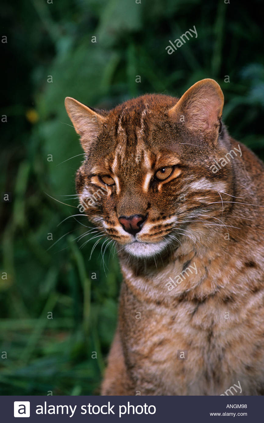 Catopuma Temminckii High Resolution Stock Photography and Images - Alamy