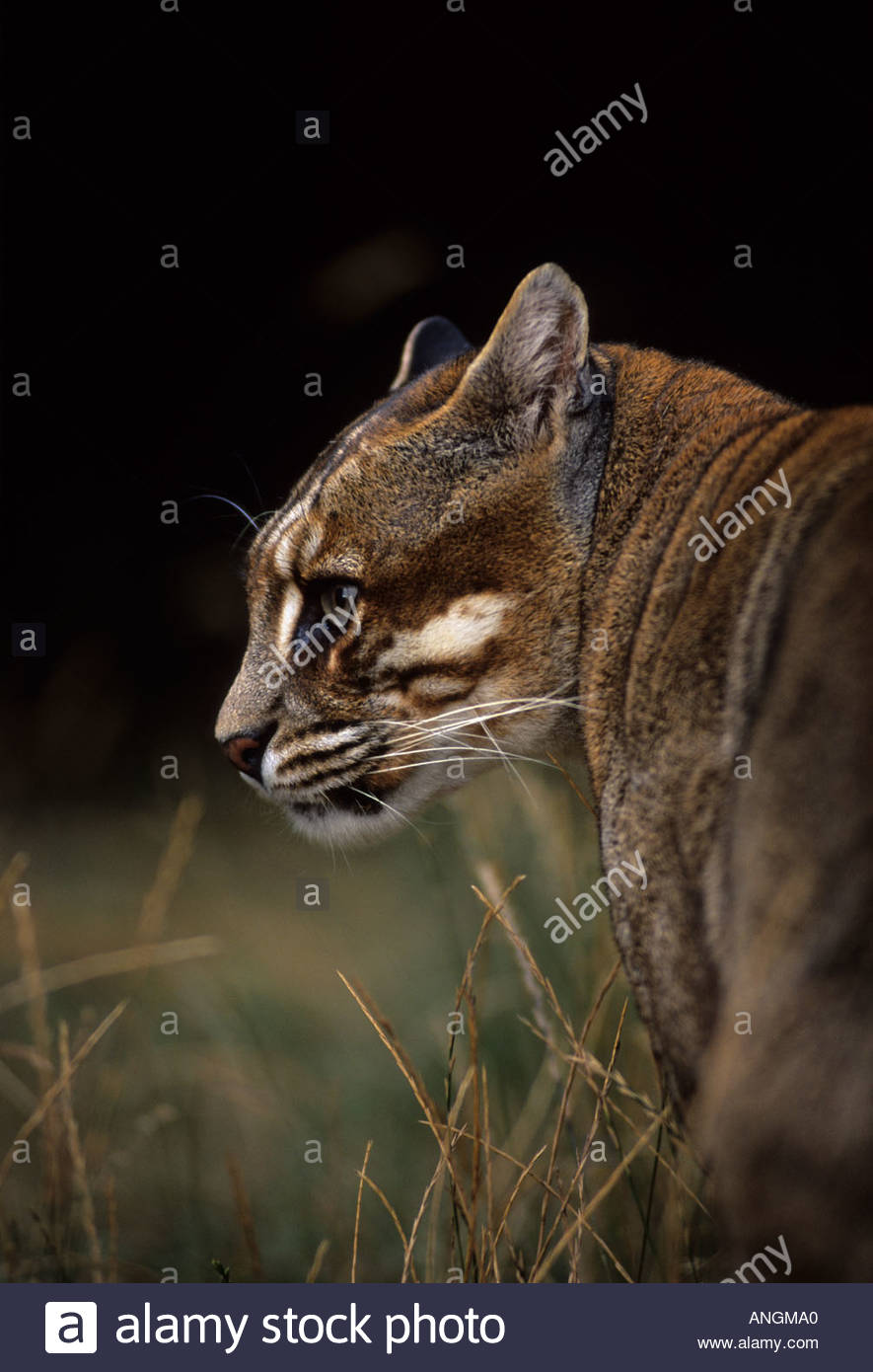 Catopuma Temminckii High Resolution Stock Photography and Images - Alamy
