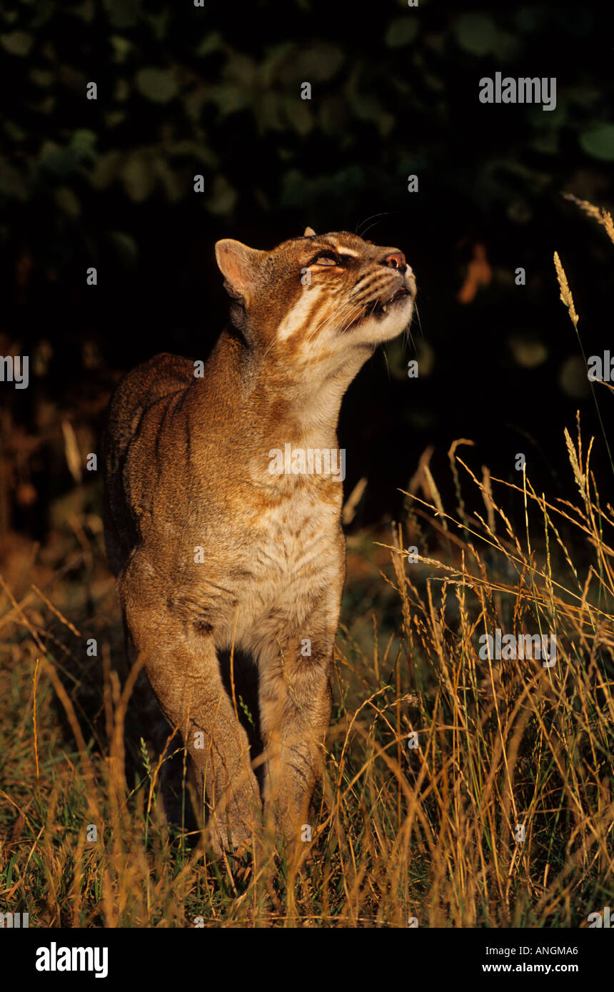 Asian golden cat catopuma temminckii hi-res stock photography and ...