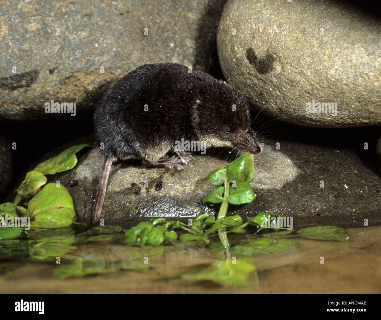 Water Shrew