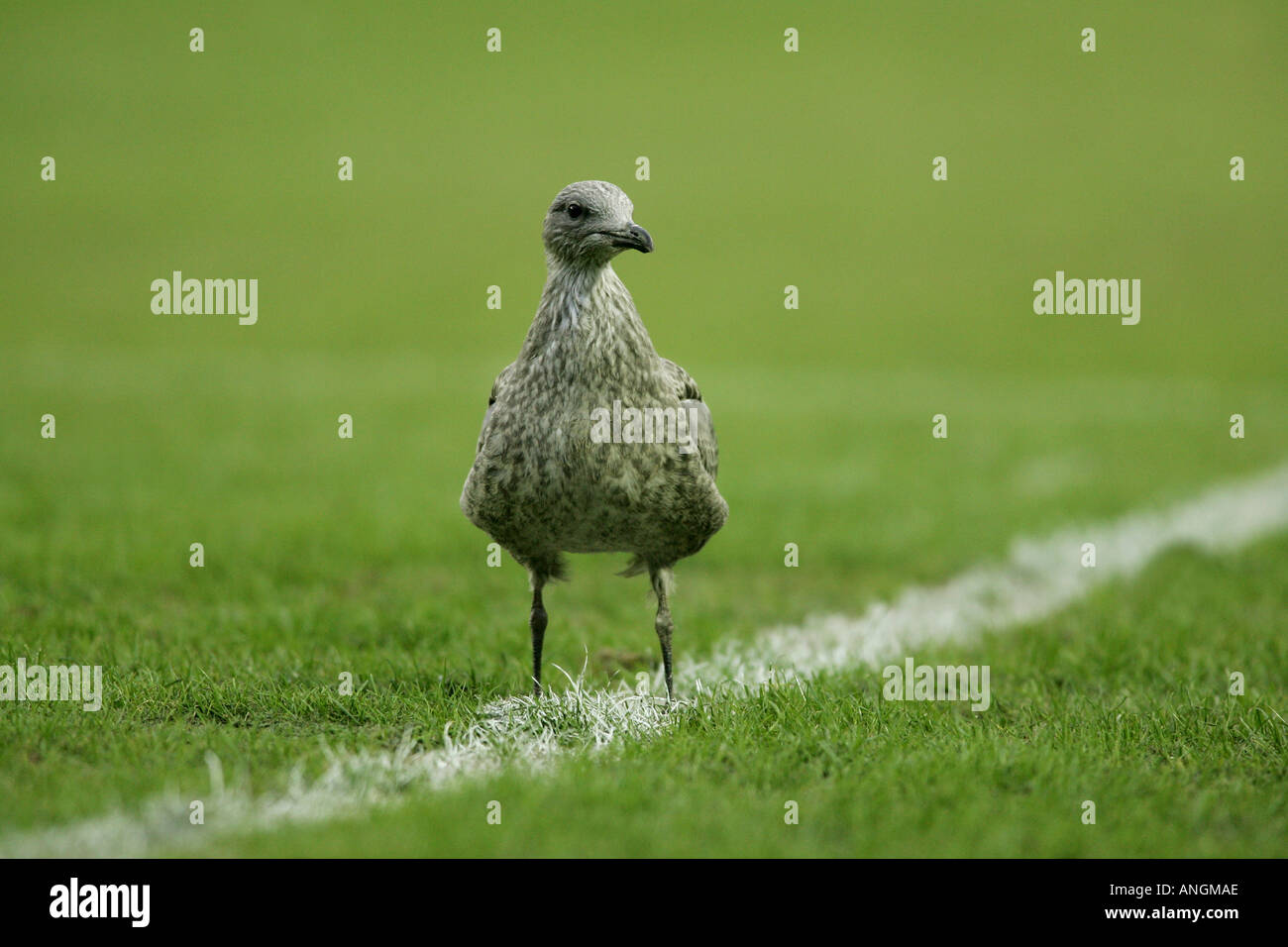 seagull on a football pitch Stock Photo - Alamy