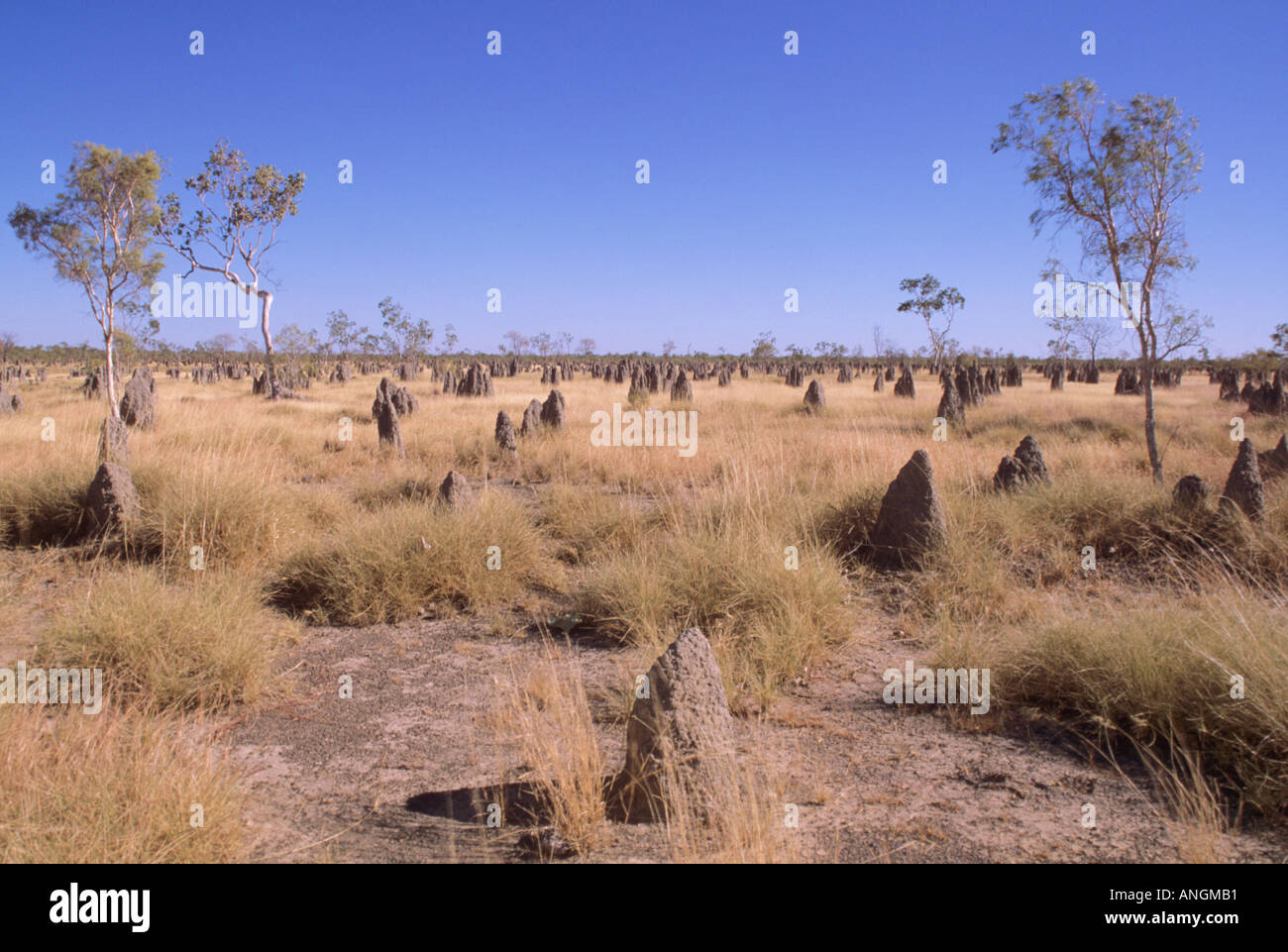 Termite mount australia hi-res stock photography and images - Alamy