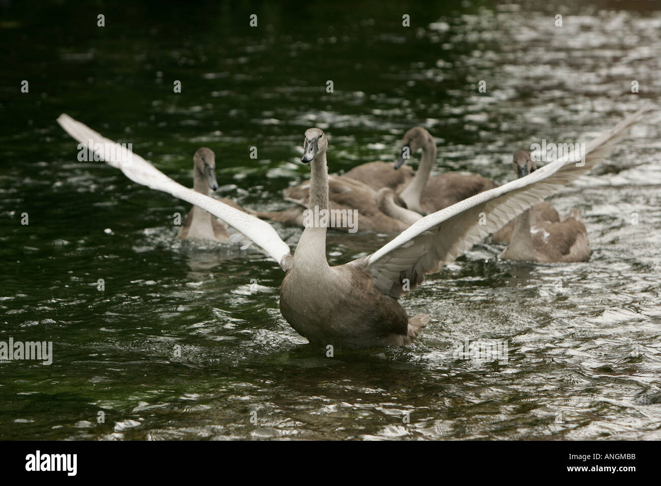 a cygnet stretches its wings Stock Photo - Alamy