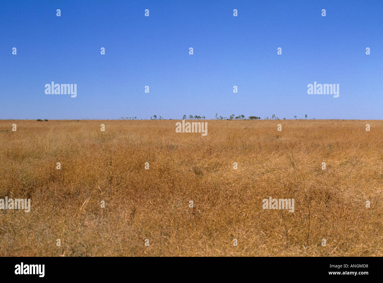 Sparse outback landscape. Queensland and Northern Territory border ...