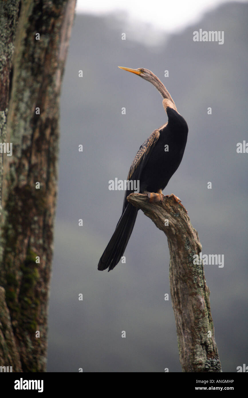 Oriental Darter, Anhinga melanogaster, at Backwater Cannal, Kerela ...