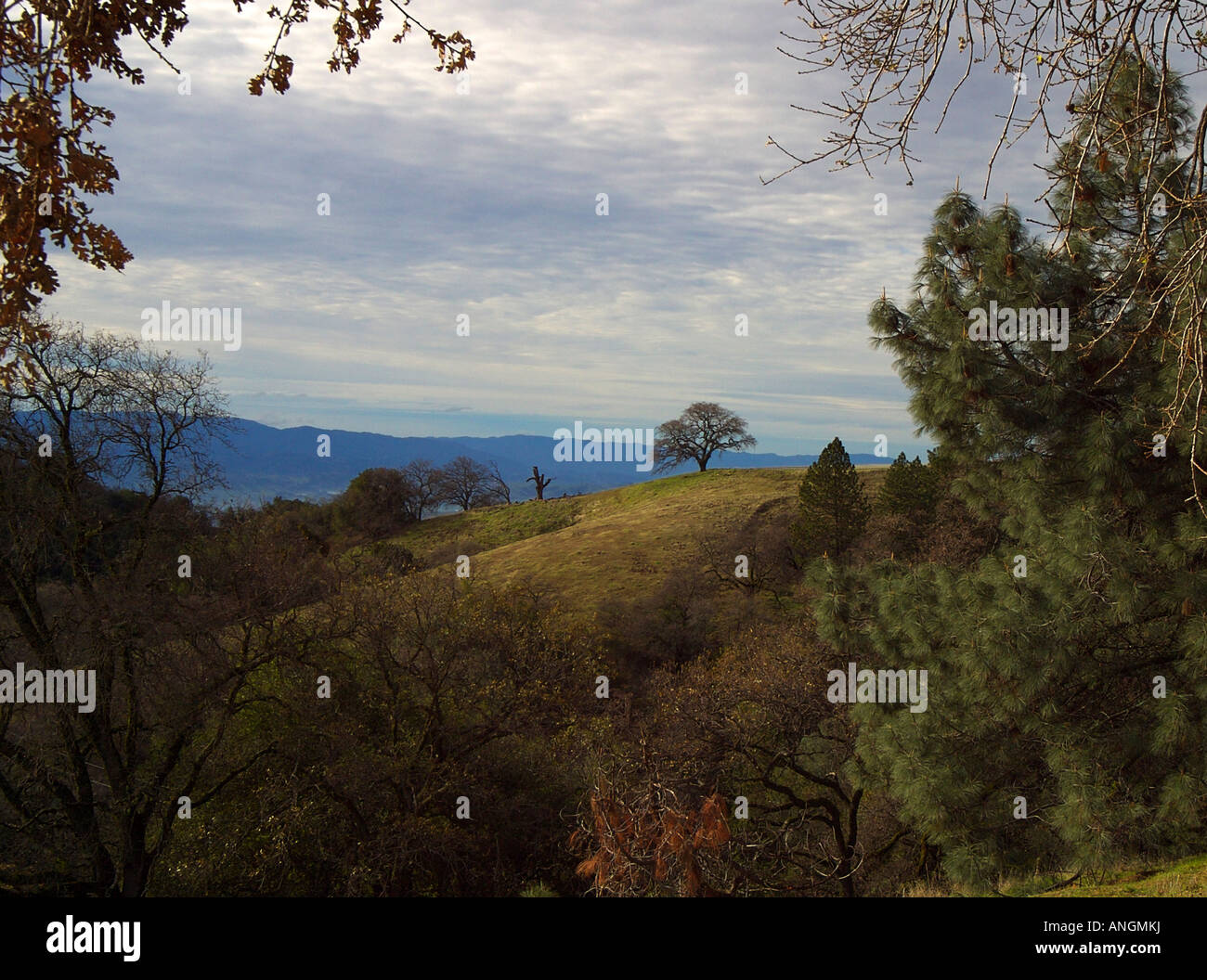 Lone oak tree on hill hi-res stock photography and images - Alamy