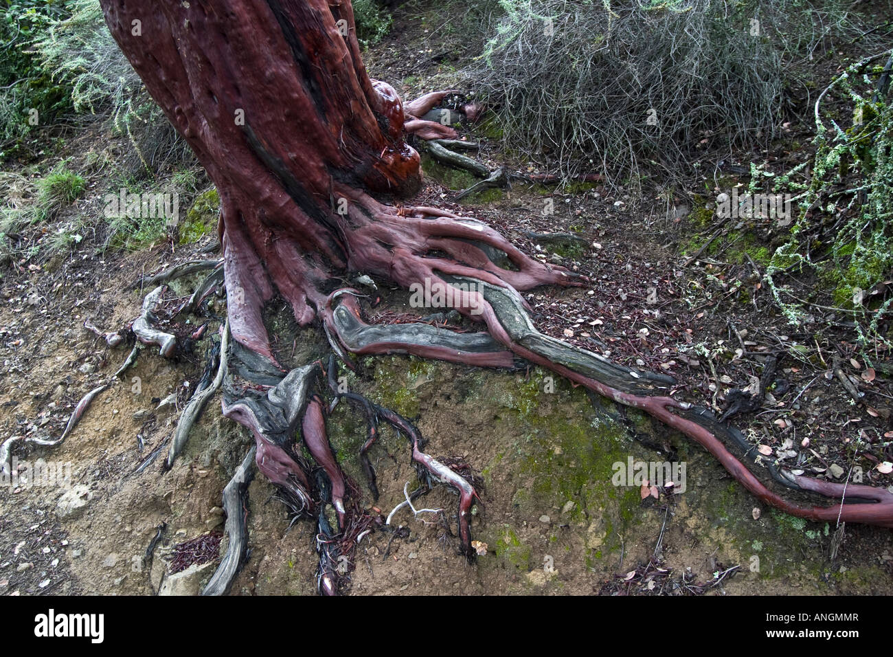 Manzanita tree hi-res stock photography and images - Alamy