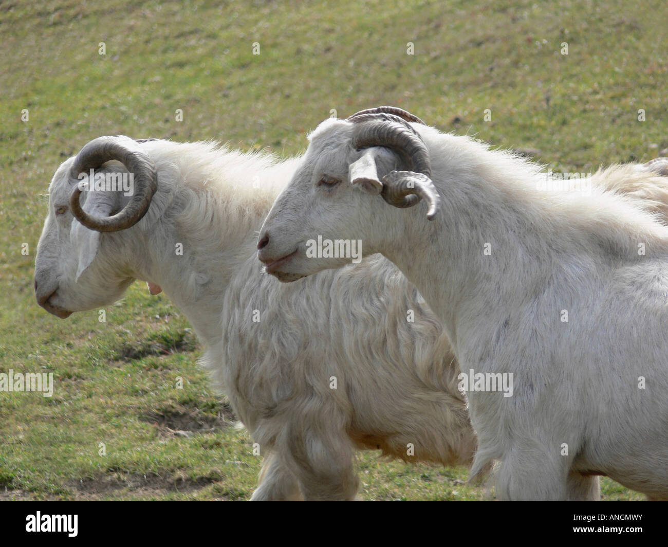 Himalayan Mountain Goat