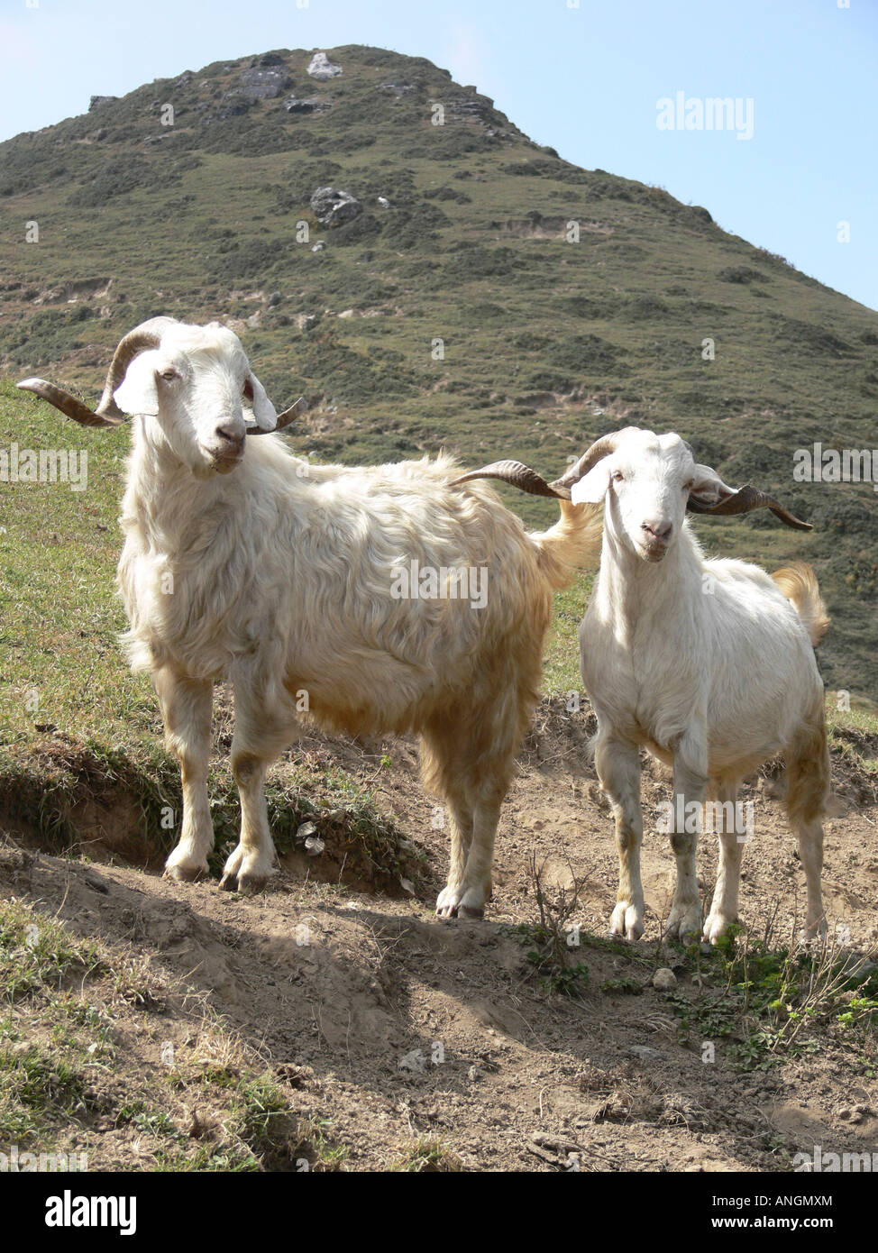 Himalayan goats, Capra hircus, Chakrata Himalay, India Stock Photo - Alamy