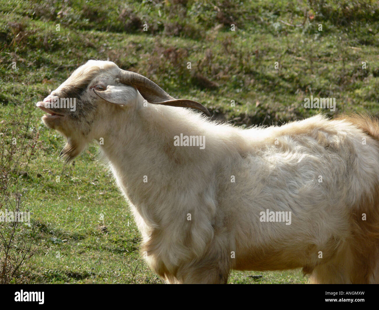 Himalayan goat hi-res stock photography and images - Alamy