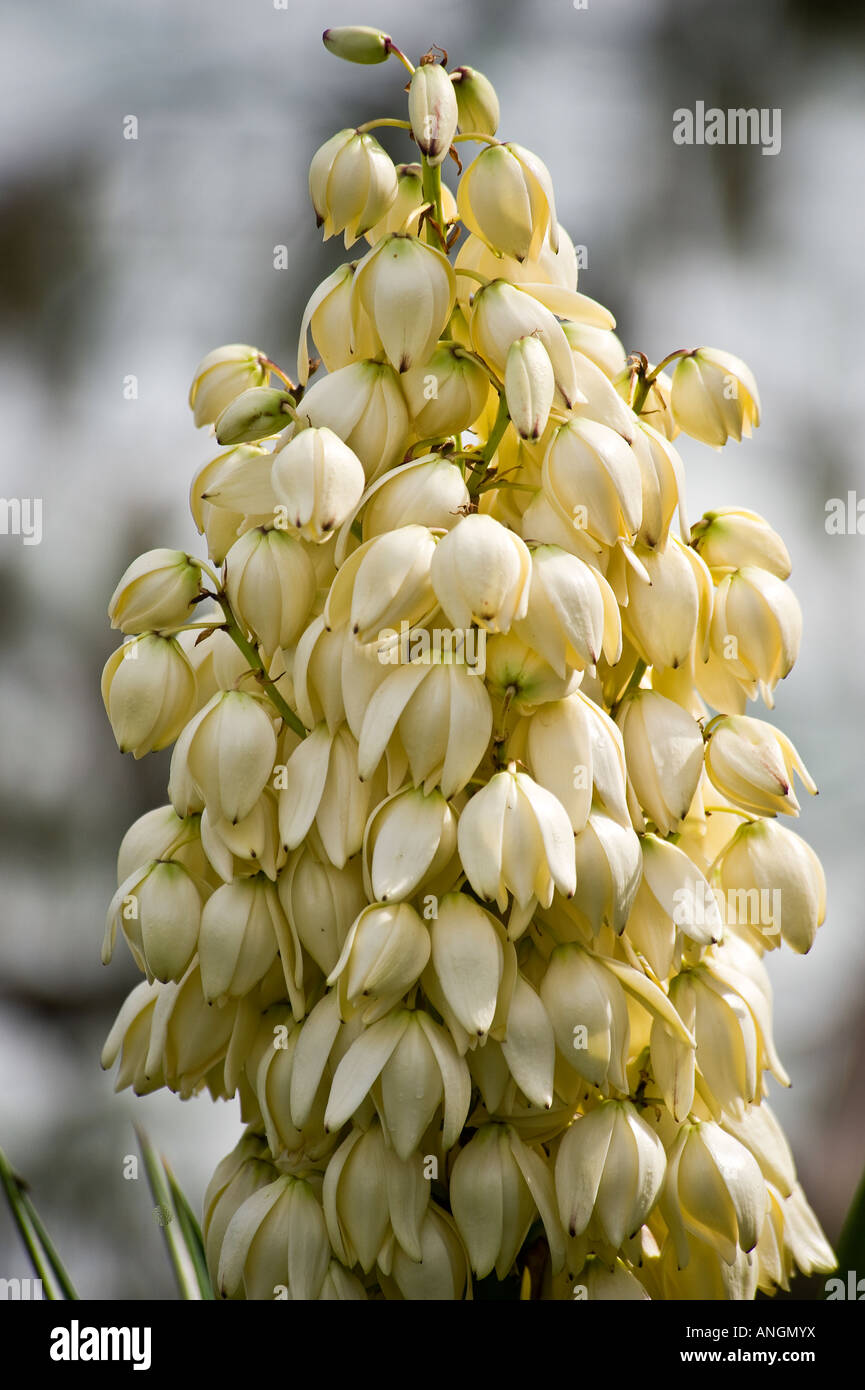 Coastal plant in flower Stock Photo - Alamy