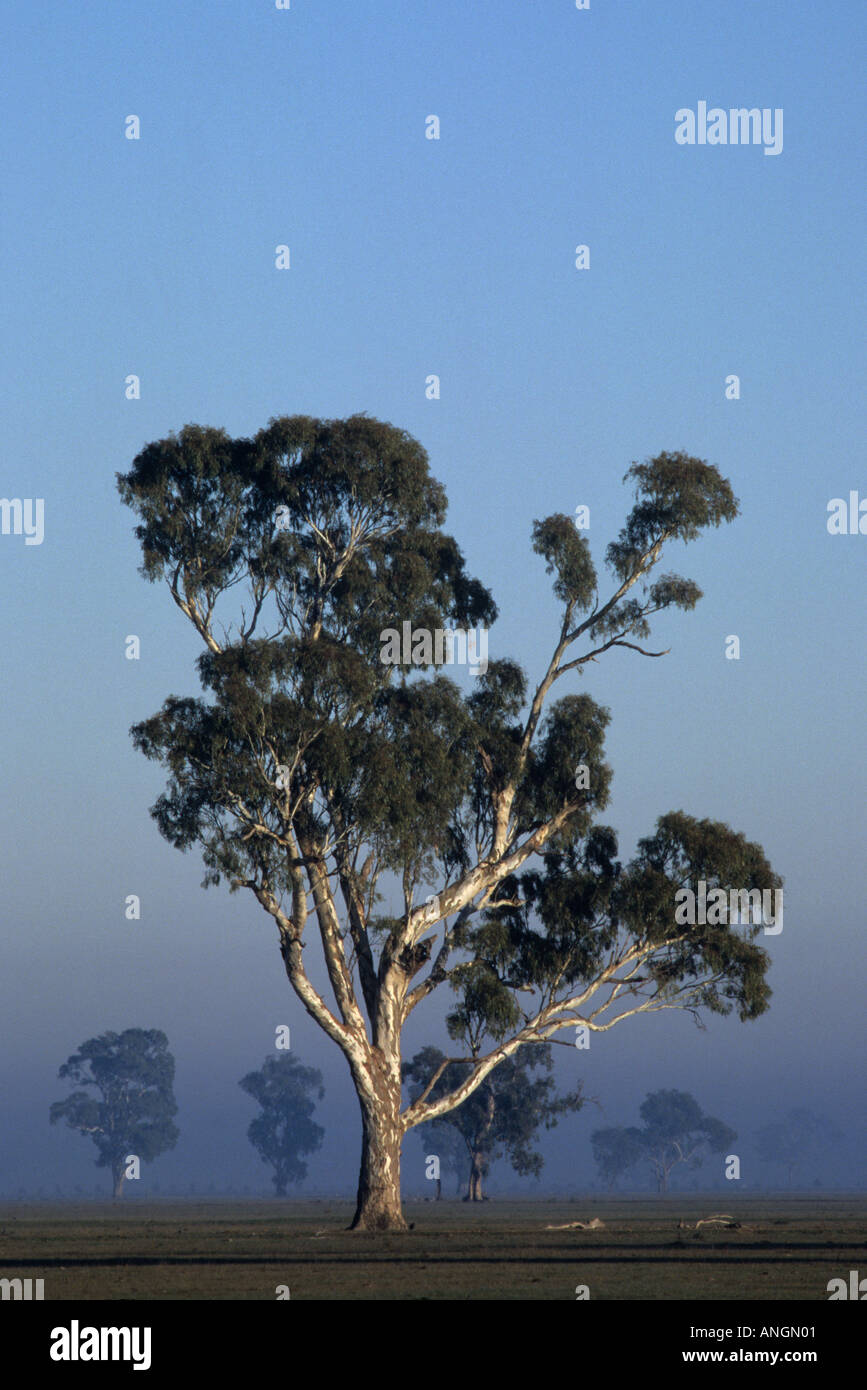 Gum trees Victoria Australia Stock Photo - Alamy