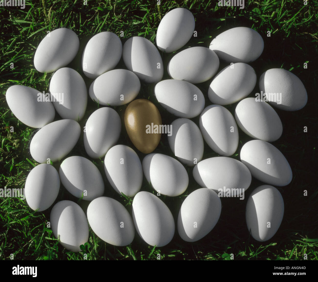 Golden Goose High Resolution Stock Photography and Images - Alamy