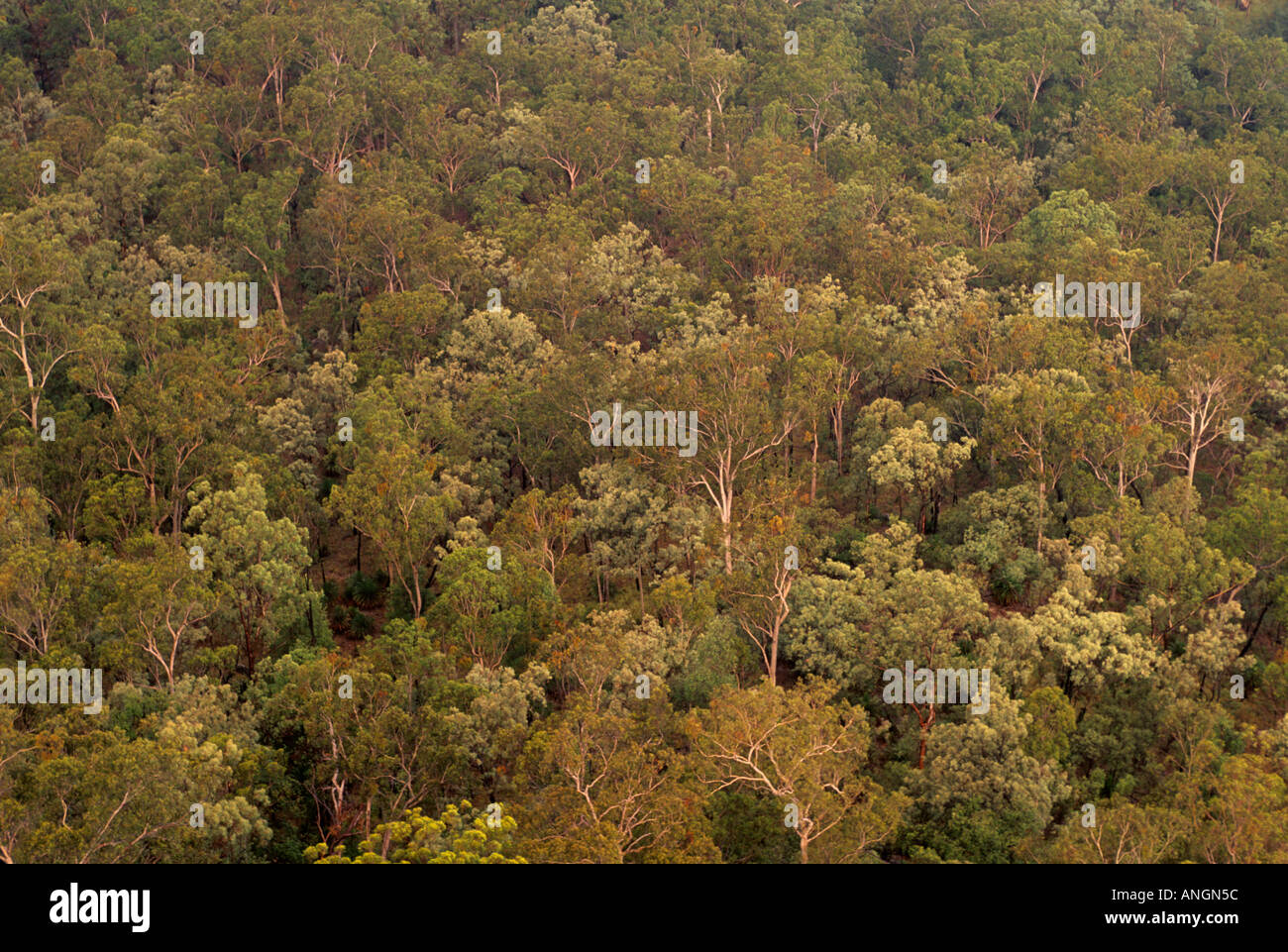 Carnarvon National Park Queensland Australia Stock Photo - Alamy