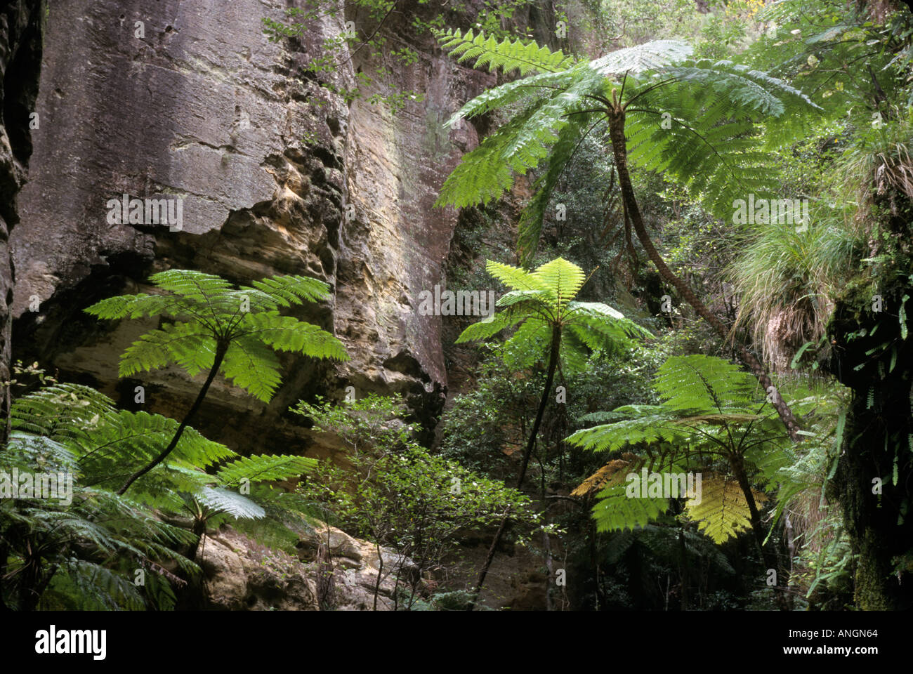 Carnarvon National Park Queensland Australia Stock Photo - Alamy