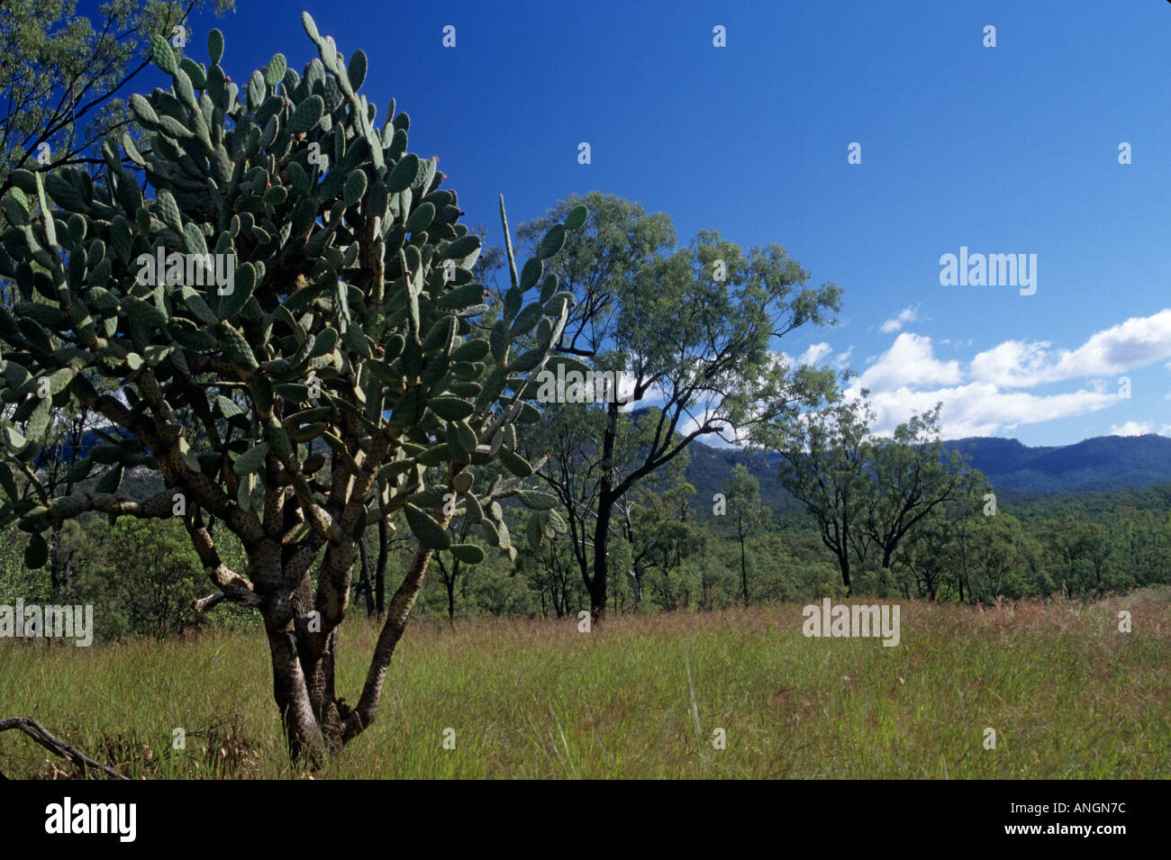 Carnarvon National Park Queensland Australia Stock Photo - Alamy