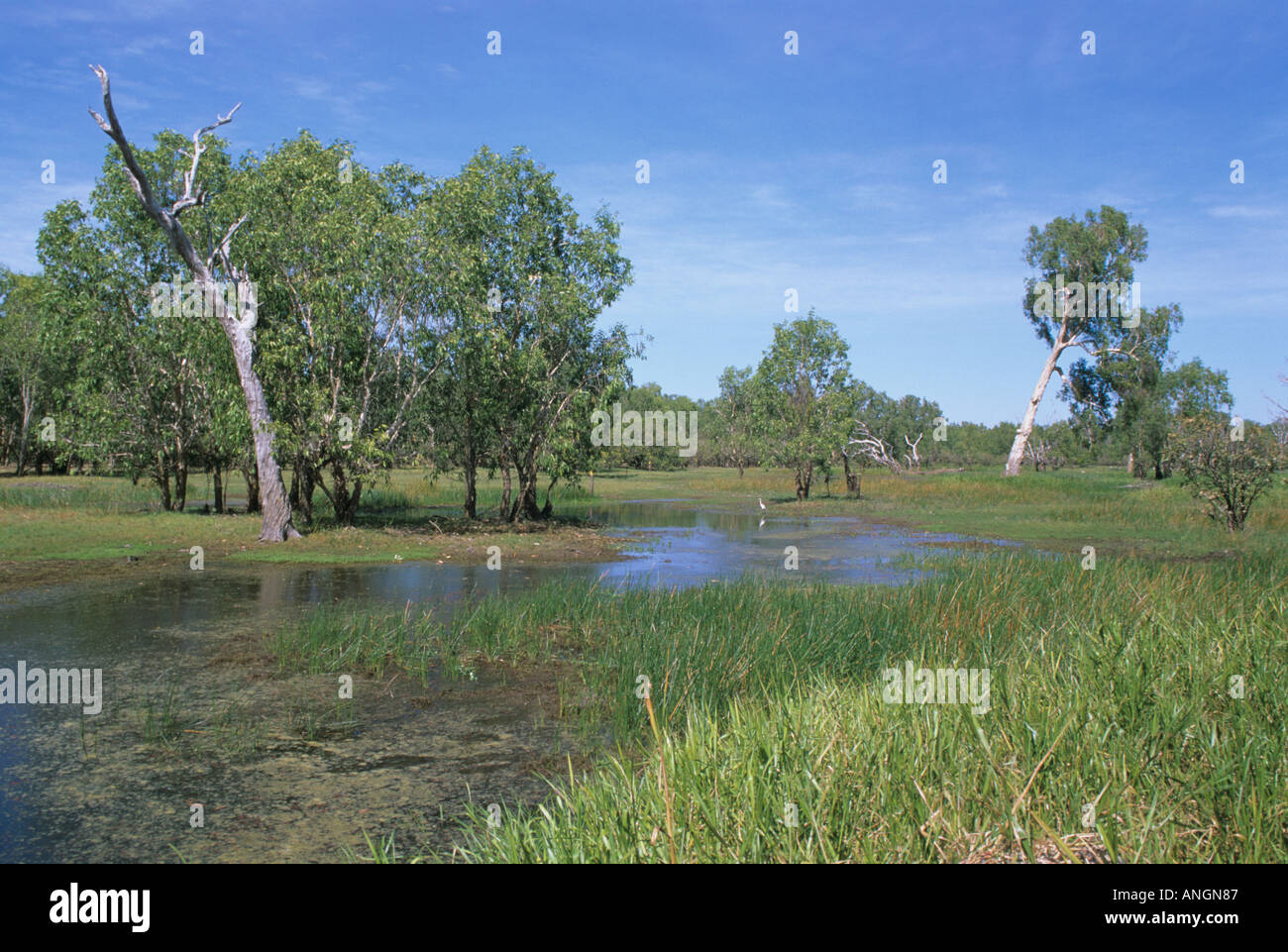 Wetland landscape view, birds (Egret), Yellow Water Billabong, Cooinda ...