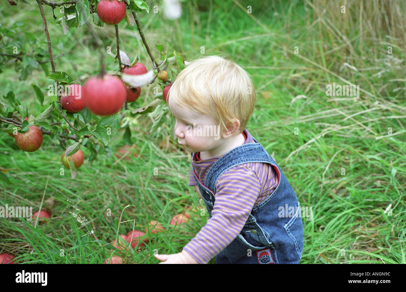 Scrumping Apples Stock Photos & Scrumping Apples Stock Images - Alamy
